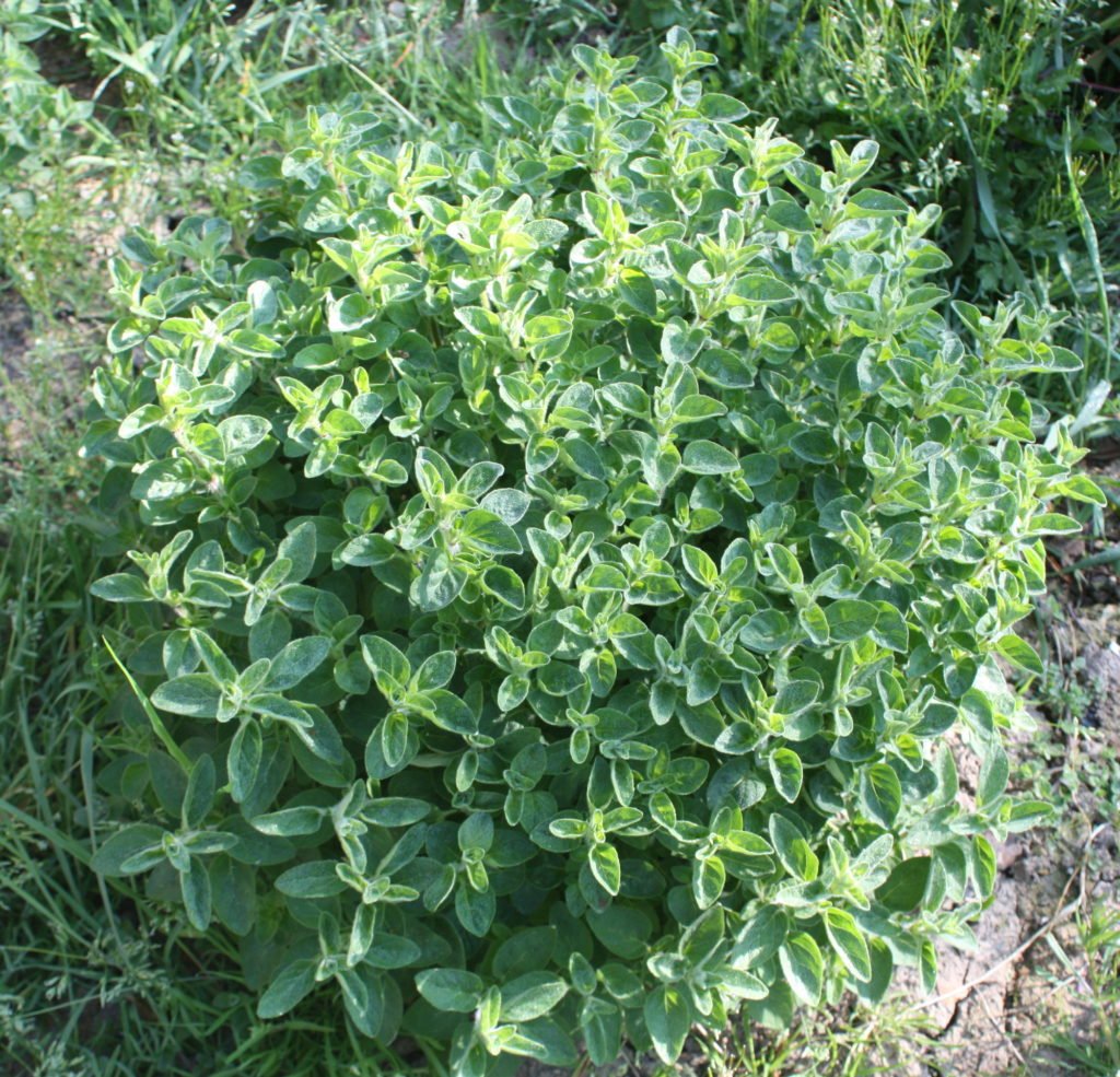 Sachet d'Origan - Herberie de la Belhomière