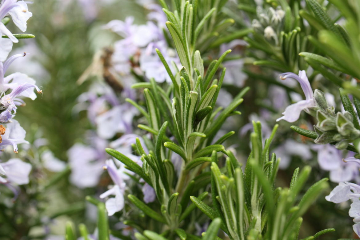 Romarin frais - Herberie de la Belhomière